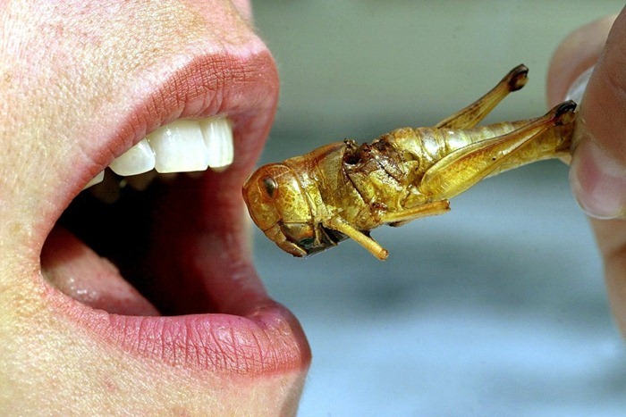 Insects as Food | Amusing Planet